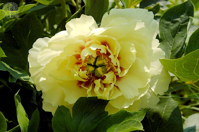 Photo of the bloom of Intersectional Hybrid Peony (Paeonia 'Yellow ...