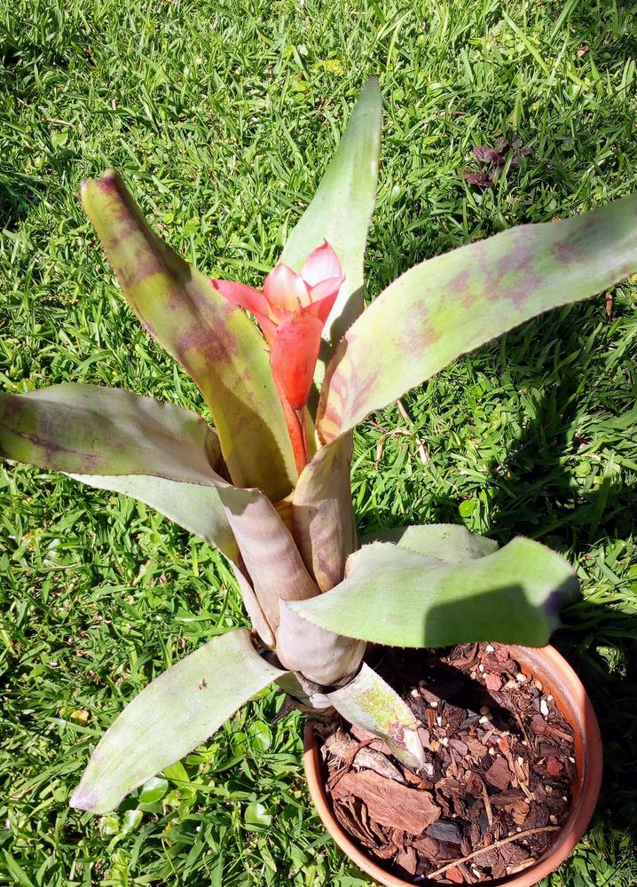 Photo of the entire plant of Bromeliad (Aechmea distichantha) posted by ...
