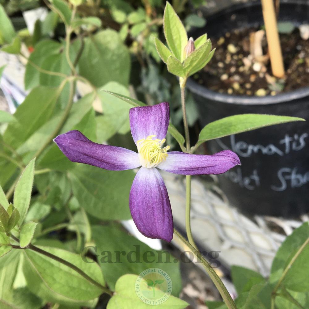 Bush Clematis (Clematis 'Violet Stardust') in the Clematis Database ...