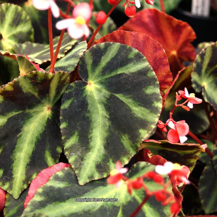 Begonia (Begonia cleopatrae) in the Begonias Database - Garden.org