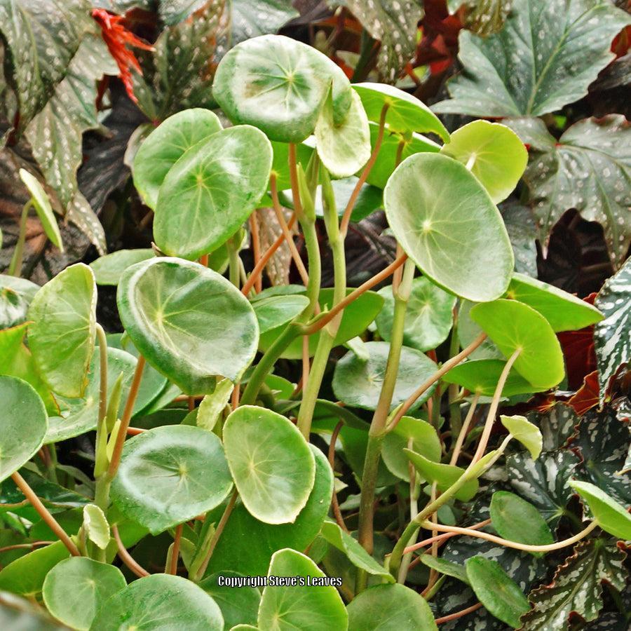 Begonia (Begonia goldingiana) in the Begonias Database - Garden.org