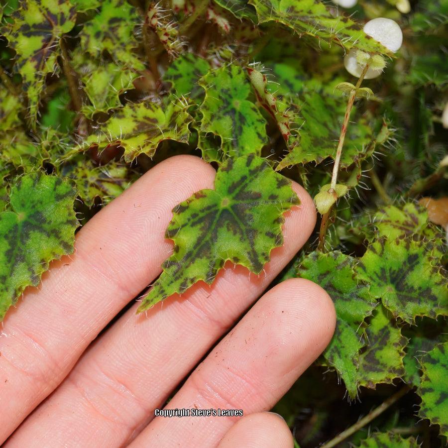 Photo of the leaves of Eyelash Begonia (Begonia bowerae) posted by ...