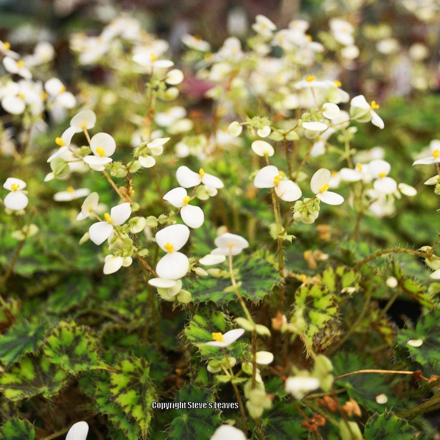 Photo of the bloom of Eyelash Begonia (Begonia bowerae) posted by Calif ...