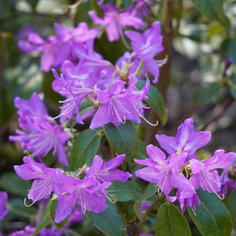 Photo of the bloom of Rhododendron (Rhododendron concinnum) posted by ...