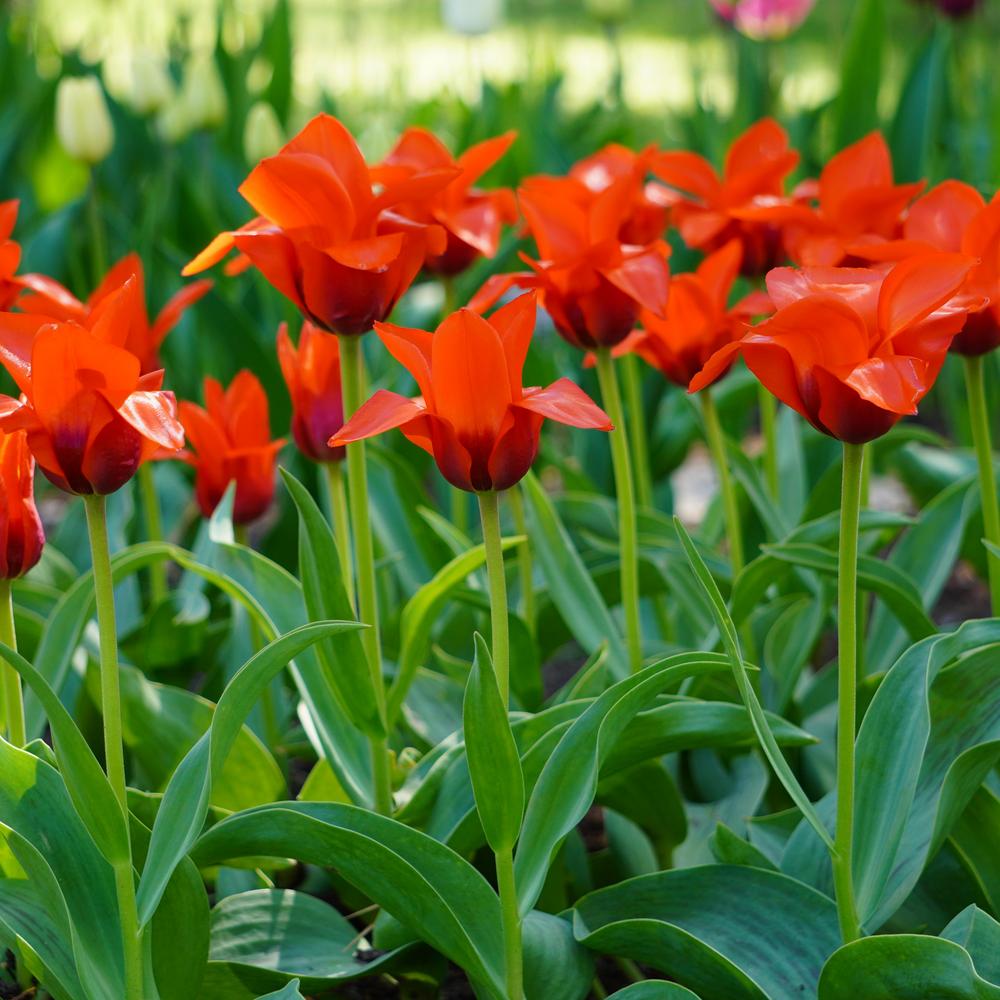 Photo of the entire plant of Greigii Tulip (Tulipa 'Red Torch') posted ...