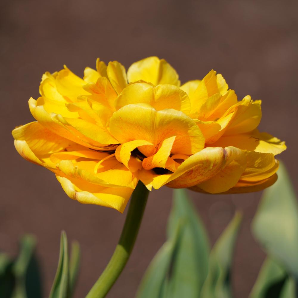 Photo of the bloom of Double Late Tulip (Tulipa 'Sun Lover') posted by ...