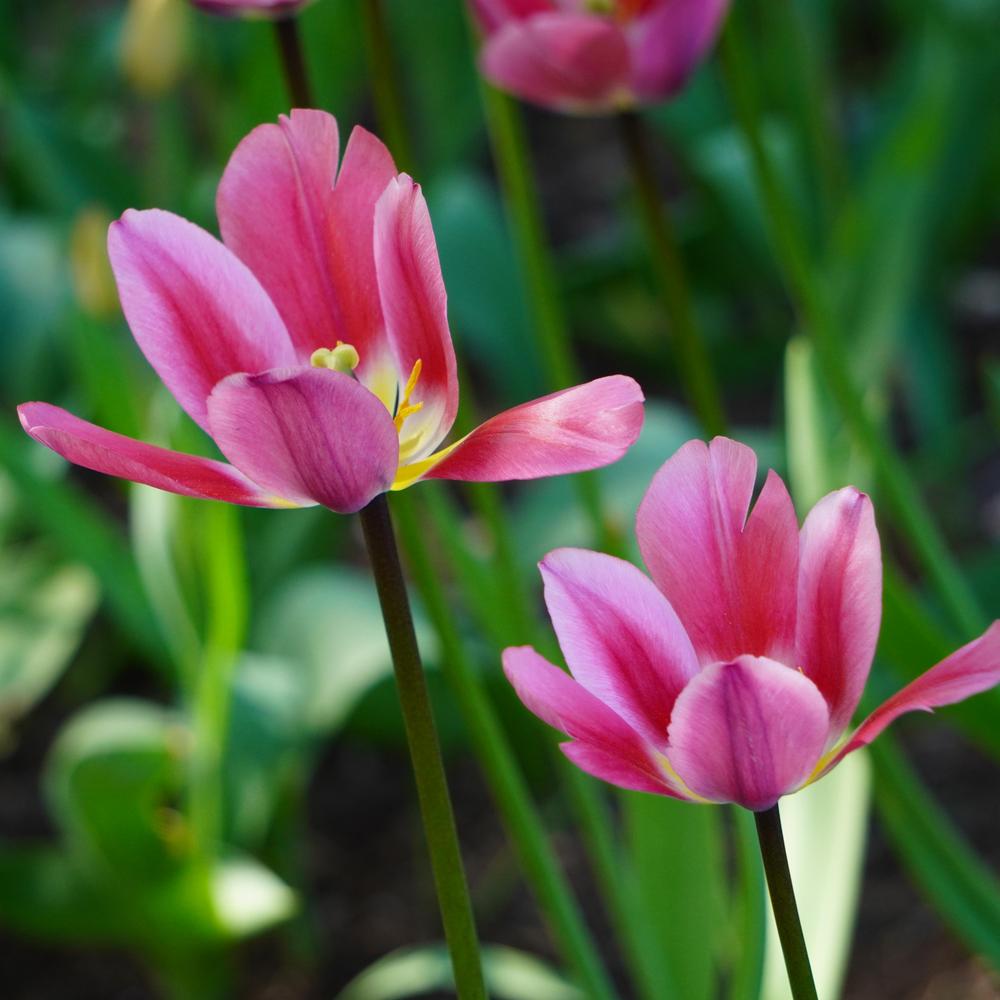 Photo of the bloom of Tulip (Tulipa 'Light and Dreamy') posted by D3LL ...