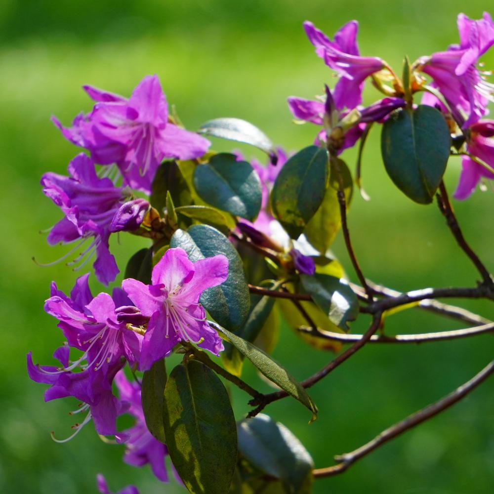 Photo of the bloom of Rhododendron (Rhododendron concinnum) posted by ...
