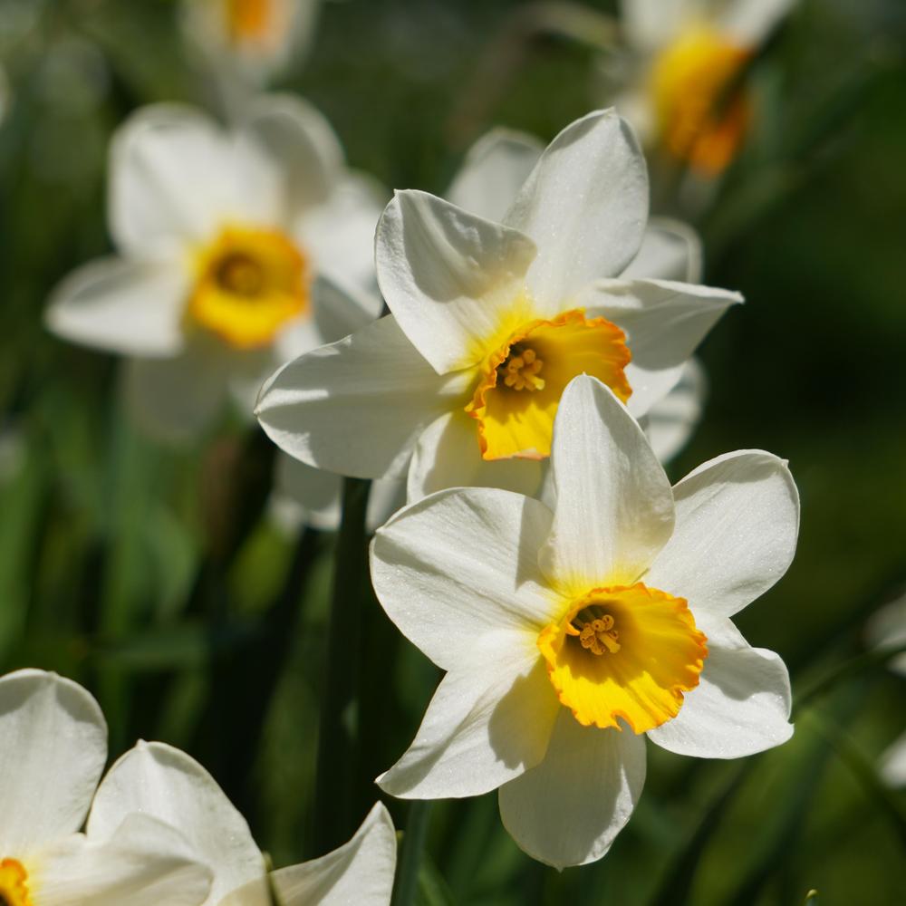 Photo of the bloom of Large-Cupped Daffodil (Narcissus 'Flower Record ...