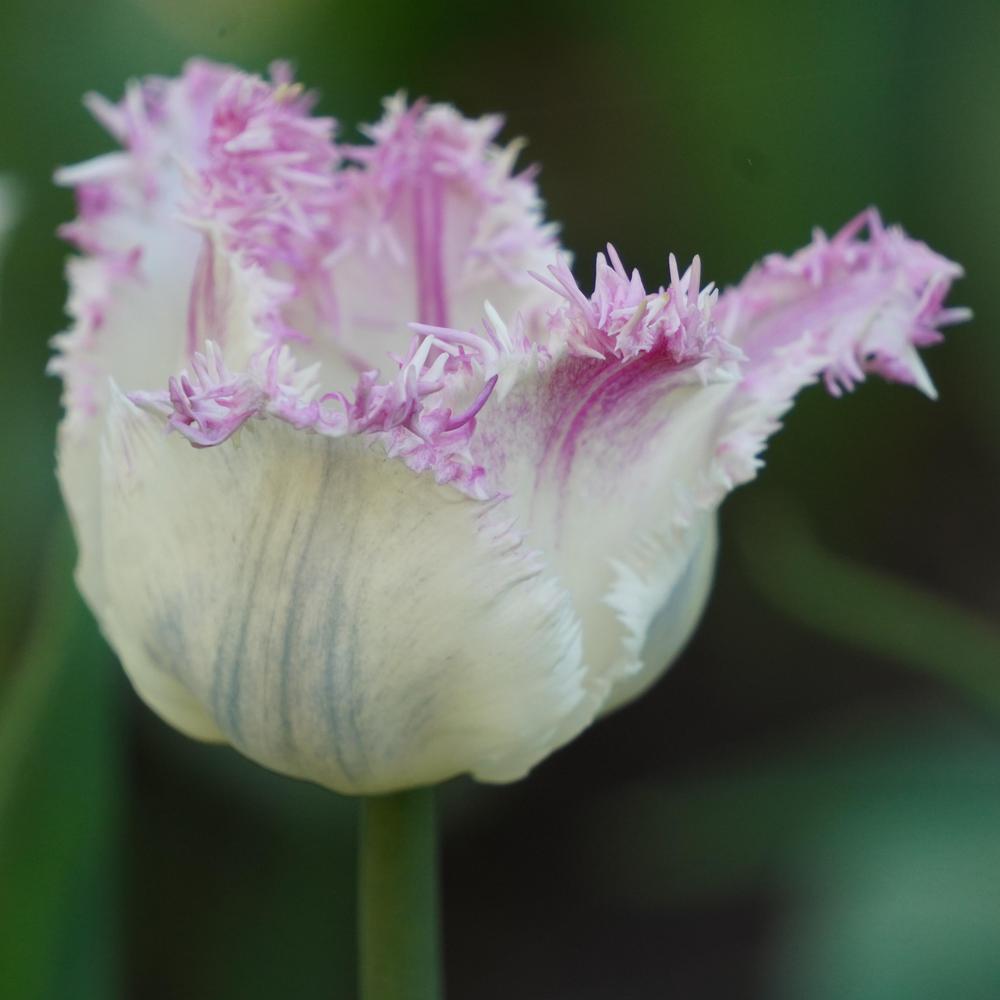 Photo of the closeup of buds, sepals and receptacles of Tulip (Tulipa ...