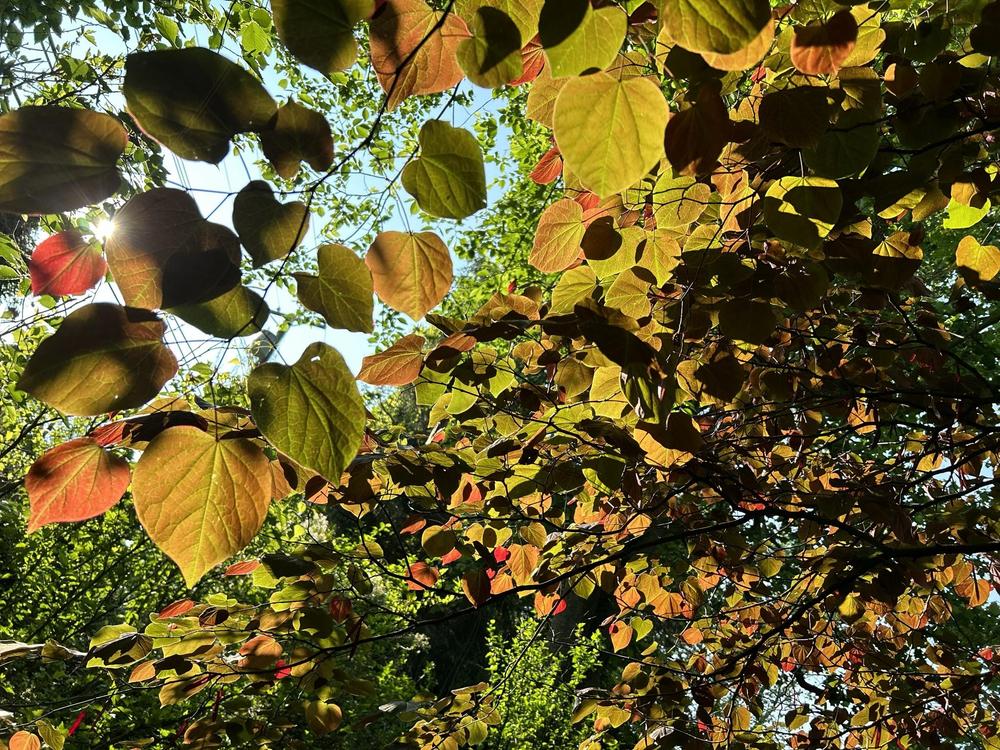 Photo of the leaves of Eastern Redbud (Cercis canadensis 'Forest Pansy ...