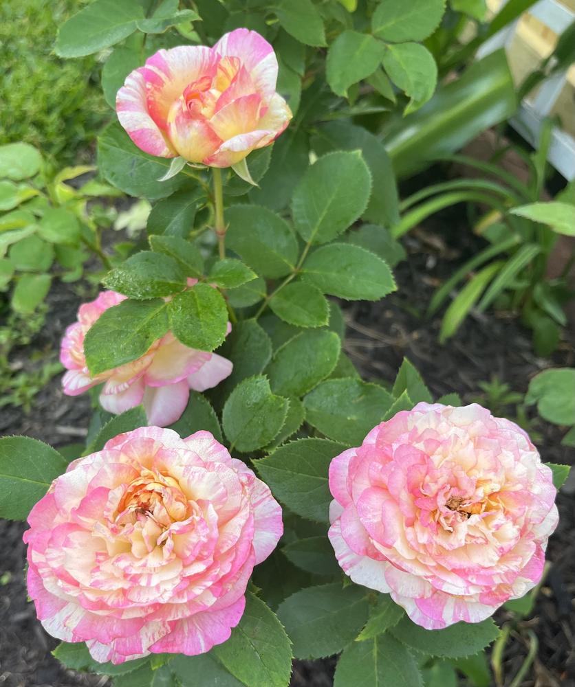 Photo of the bloom of Rose (Rosa 'Marc Chagall') posted by KatWoytek ...