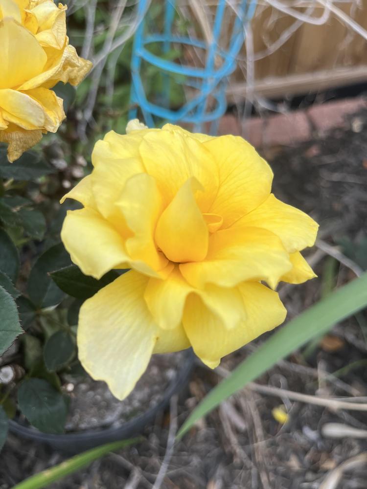 Photo of the bloom of Rose (Rosa 'Midas Touch') posted by KatWoytek ...