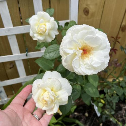 Rose (Rosa 'Sugar Moon') in the Roses Database - Garden.org