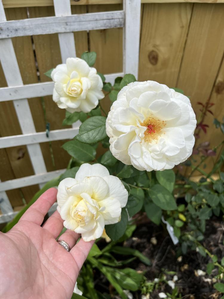 Rose (Rosa 'Sugar Moon') in the Roses Database - Garden.org