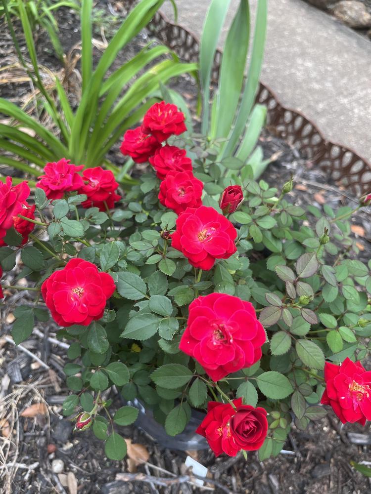 Photo of the bloom of Rose (Rosa 'Sunrosa Red') posted by KatWoytek ...