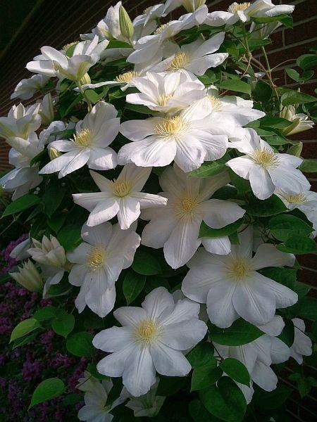 Clematis (Clematis lanuginosa 'Candida') in the Clematis Database ...