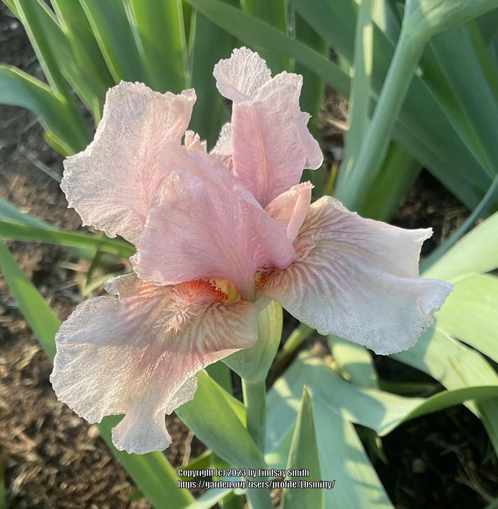 Photo of the bloom of Intermediate Bearded Iris (Iris 'Pink Kitten ...