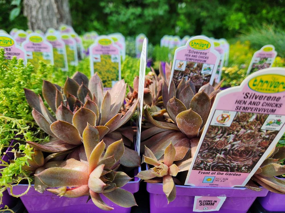 Incorrect 'Sliverine' in Comment concerning Hen and Chicks (Sempervivum ...