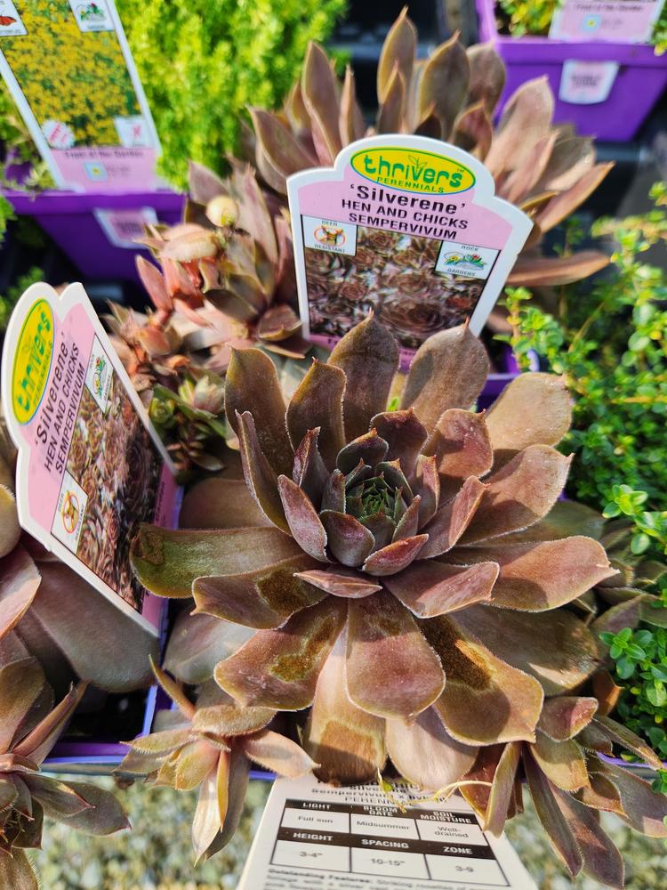 Incorrect 'Sliverine' in Comment concerning Hen and Chicks (Sempervivum ...
