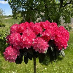 Rhododendrons: Collection of Varieties - Garden.org