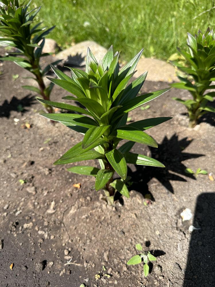 Photo of the emerging growth of Lily (Lilium 'Malbec') posted by ...