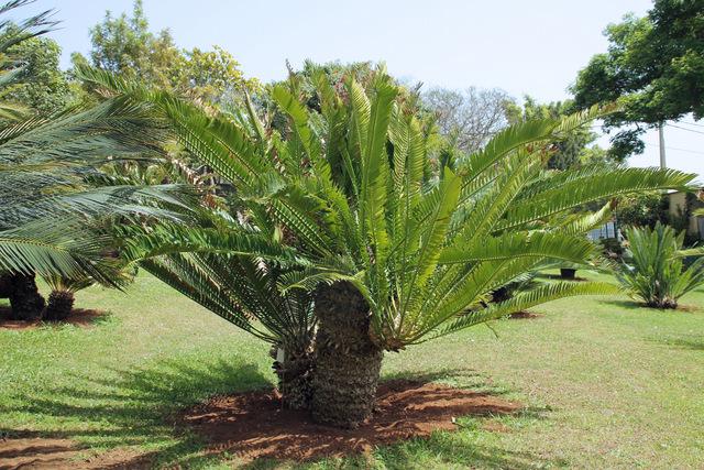 Photo of the entire plant of Modjadji Cycad (Encephalartos transvenosus ...