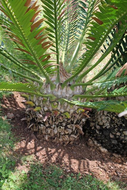 Photo of the entire plant of Modjadji Cycad (Encephalartos transvenosus ...