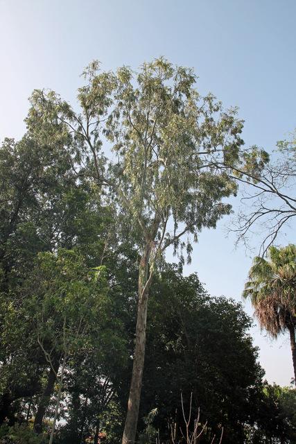 Photo of the entire plant of Southern Blue Gum (Eucalyptus globulus ...