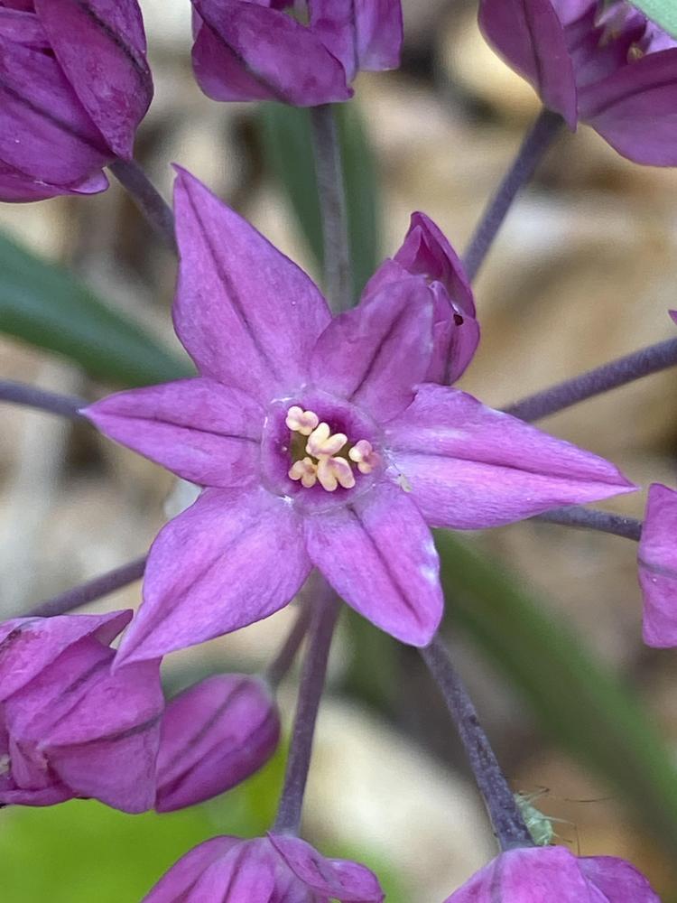 Photo of the bloom of Pink Lily Leek (Allium oreophilum) posted by SL ...