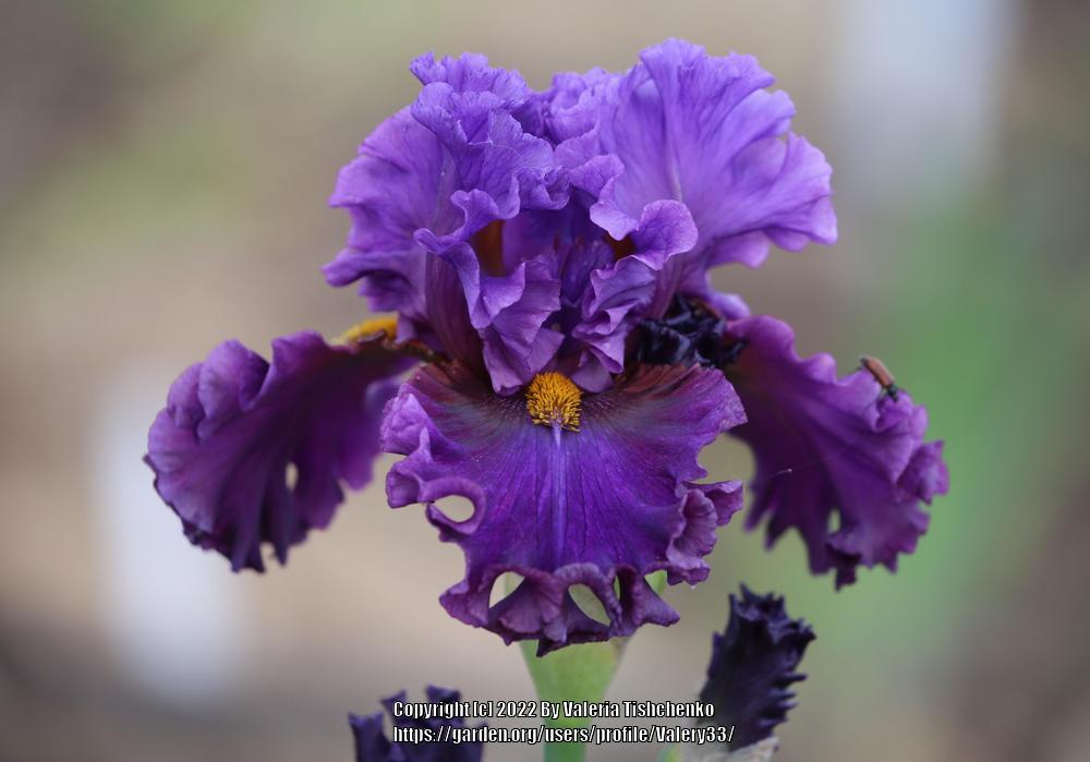 Photo of the bloom of Tall Bearded Iris (Iris 'Pagan Knight') posted by ...