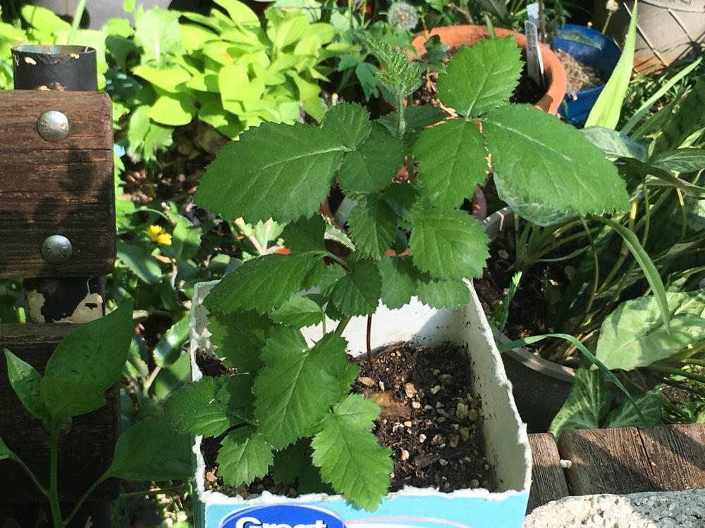 Photo of the seedling or young plant of Thornless Blackberry (Rubus ...