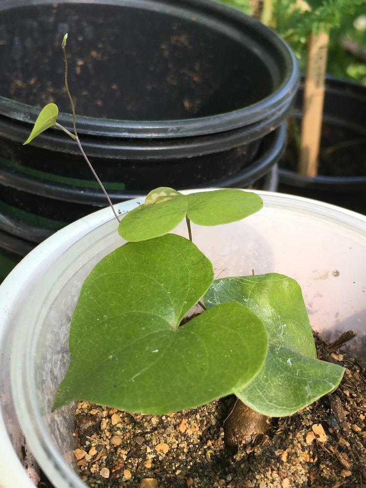 Photo of the seedling or young plant of Elephant's Foot (Dioscorea ...
