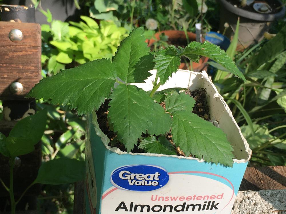 Photo of the seedling or young plant of Blackberry (Rubus 'Natchez ...