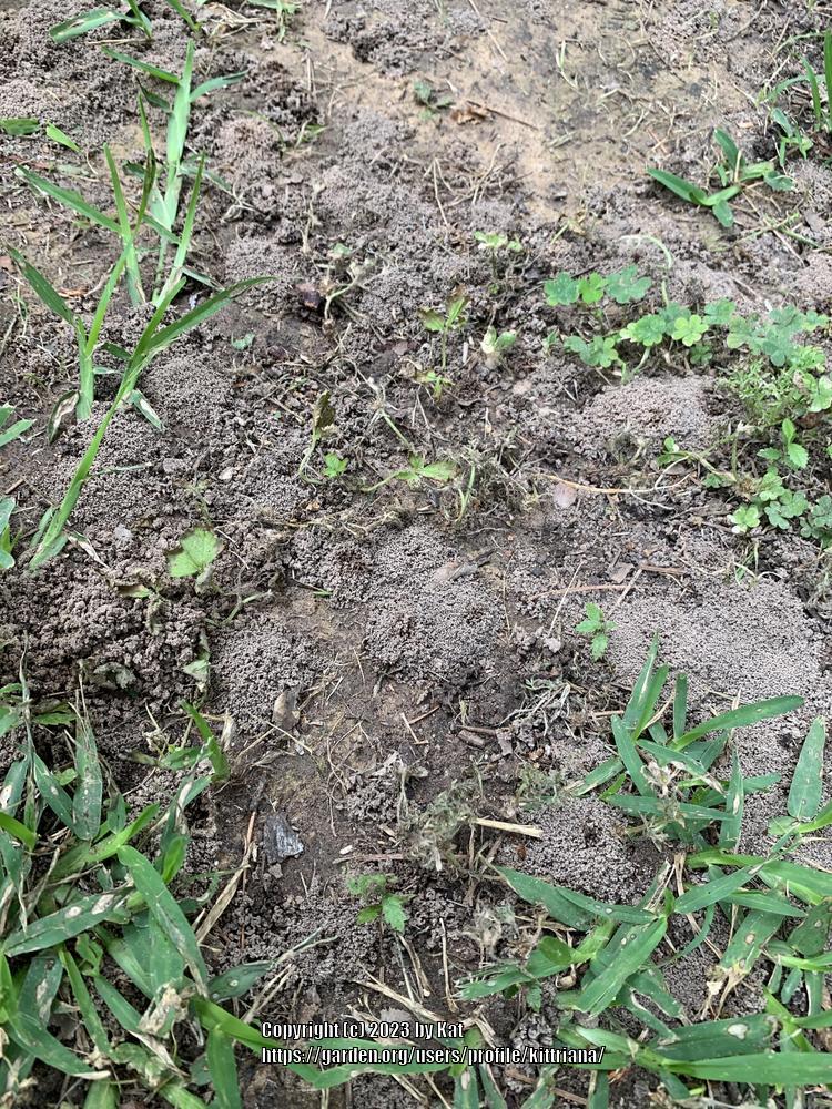 No Earthworms in the Texas Gardening forum - Garden.org