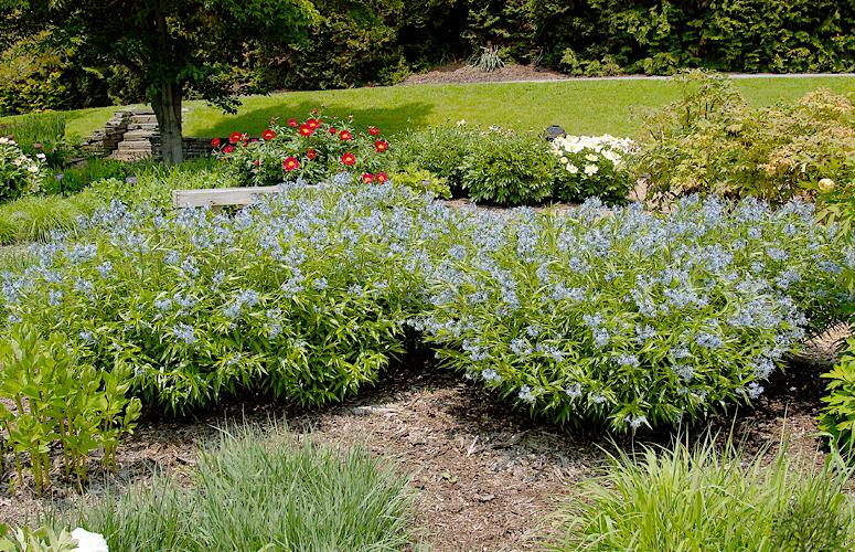 Photo of the entire plant of Blue Star (Amsonia hubrichtii) posted by ...