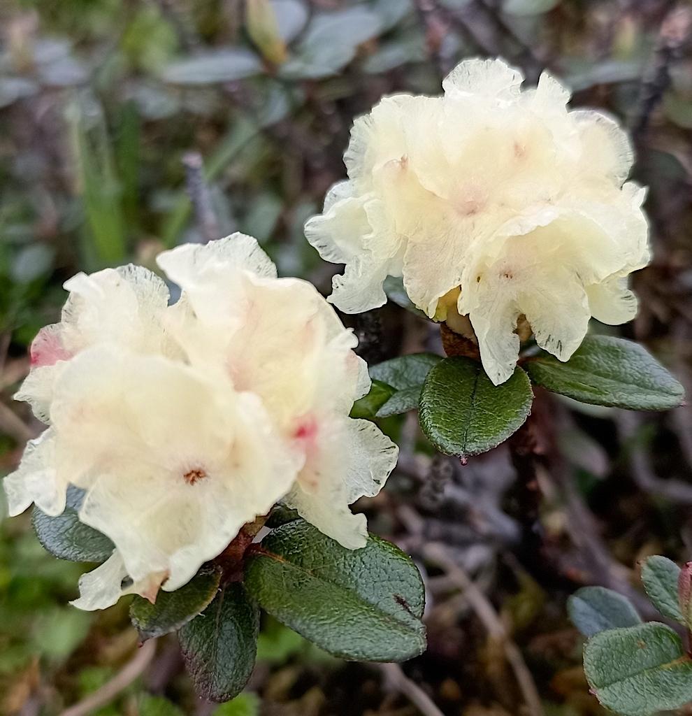 Photo of the bloom of Rhododendron (Rhododendron anthopogon) posted by ...