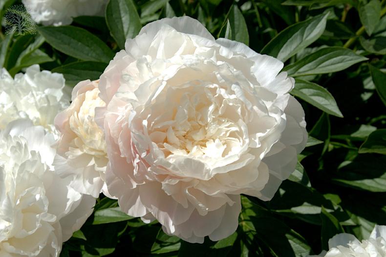 Peony (Paeonia lactiflora 'Moonstone') in the Peonies Database - Garden.org