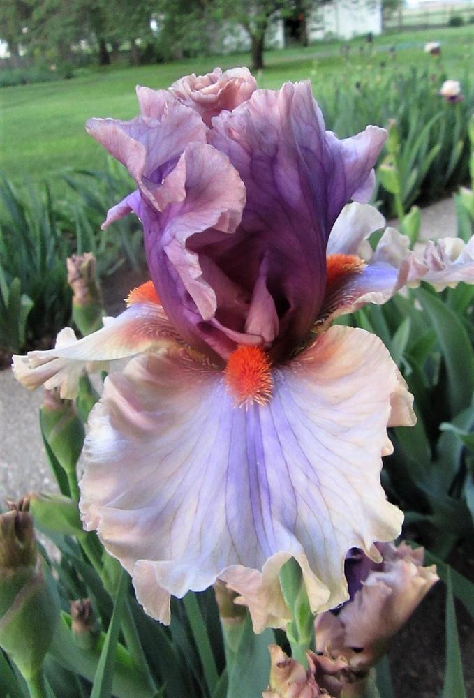 Tall Bearded Iris (Iris 'Restless Spirit') in the Irises Database ...