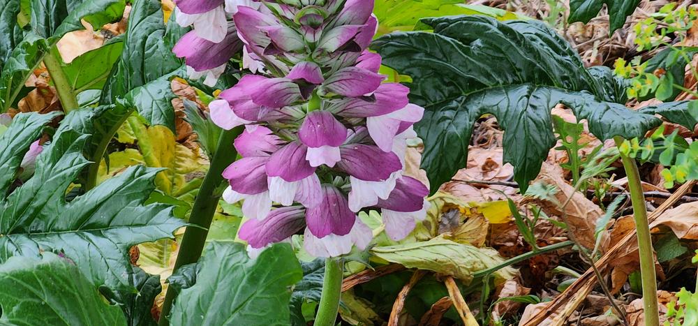 What is this flower? in the Plant ID forum - Garden.org