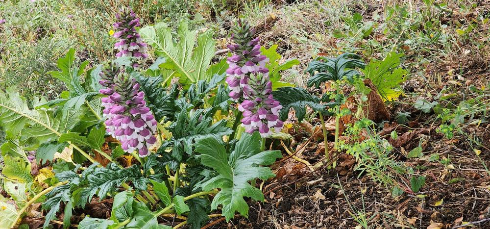 What is this flower? in the Plant ID forum - Garden.org
