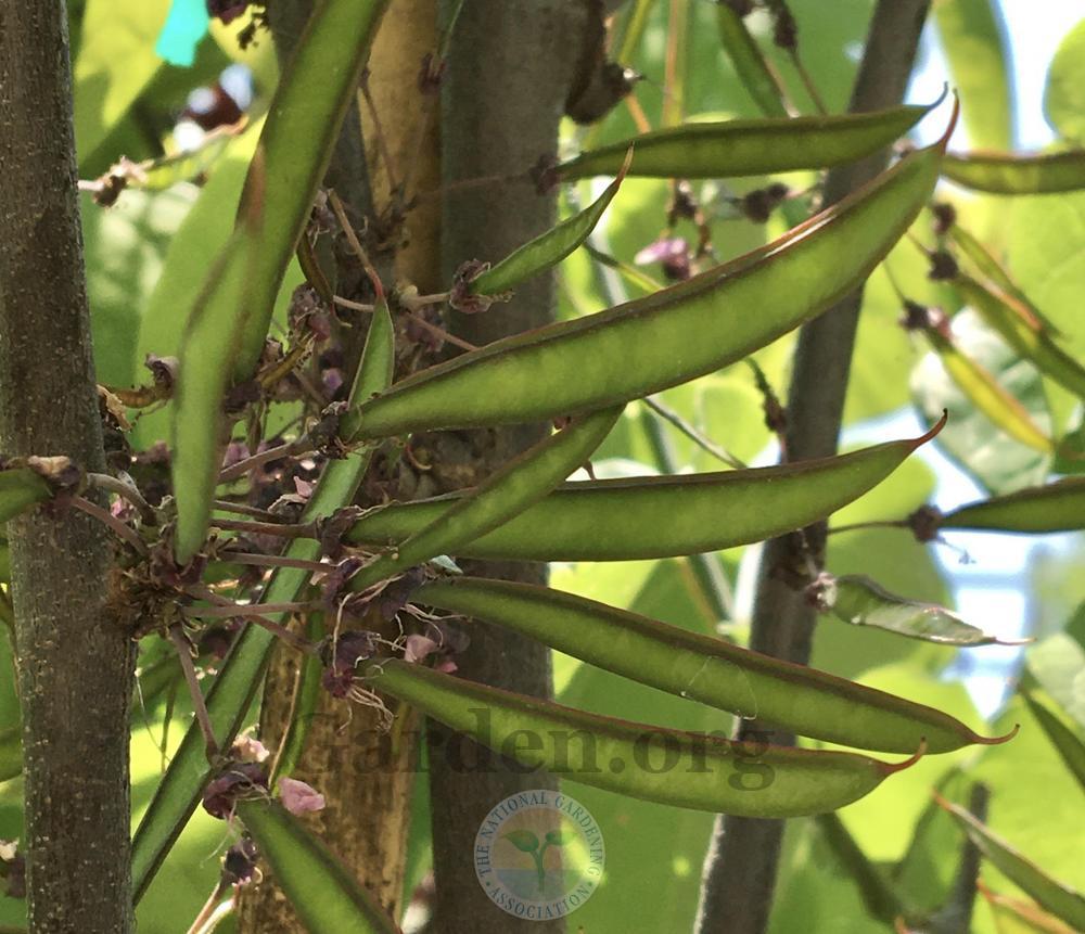 Photo of the fruit of Eastern Redbud (Cercis canadensis var. canadensis ...