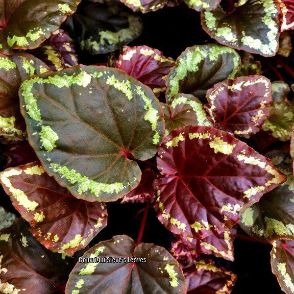 Begonia (Begonia ignita) in the Begonias Database - Garden.org