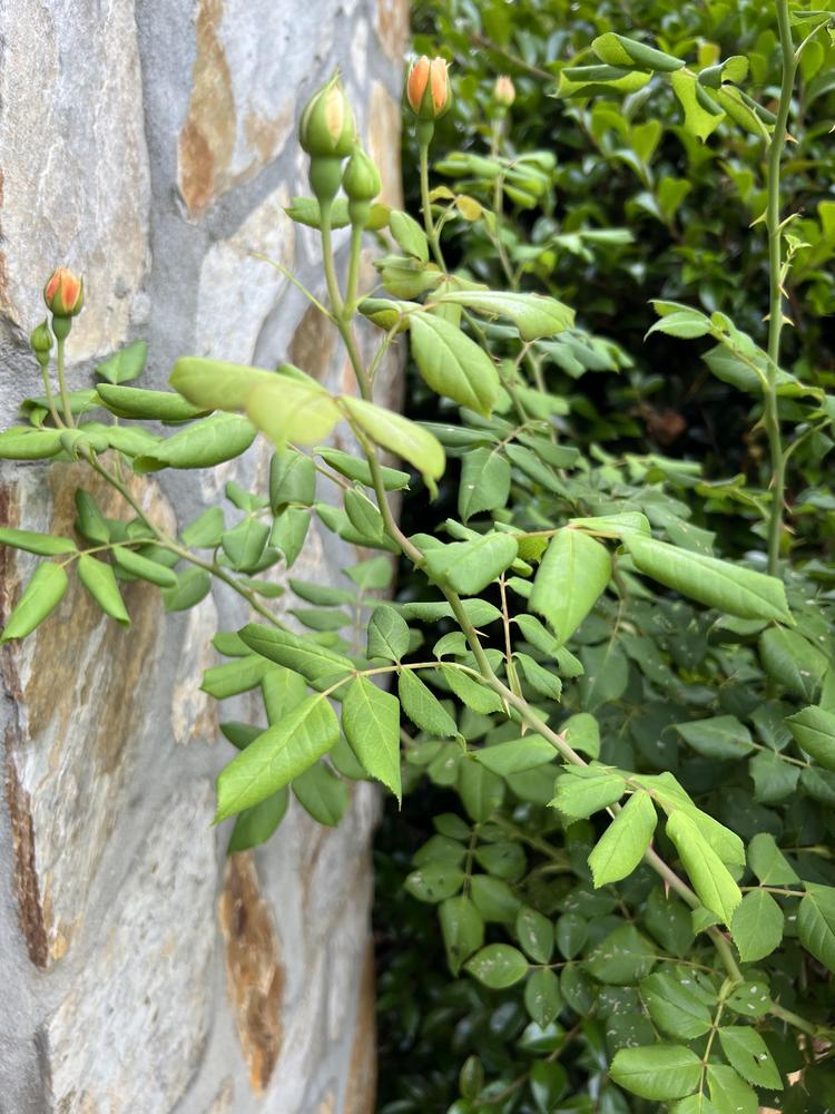Leaf curling in the Roses forum - Garden.org