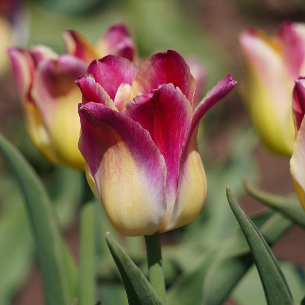 Photo of the bloom of Triumph Tulip (Tulipa 'Tender Whisper') posted by ...