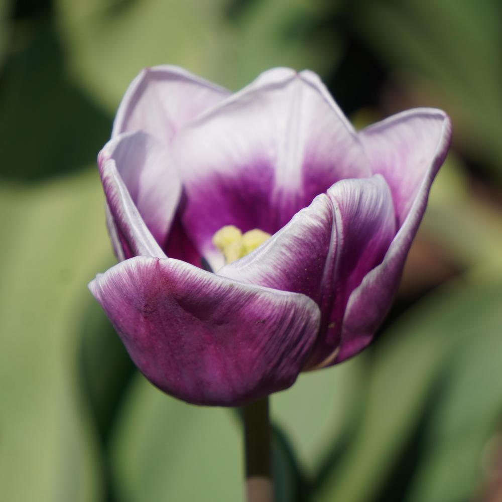 Photo of the bloom of Triumph Tulip (Tulipa 'Arabian Mystery') posted ...