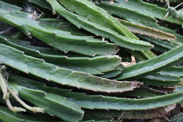 Stapelia hirsuta var. tsomoensis - Garden.org