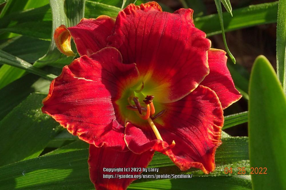 Daylily of the Day: Gypsy Rose Lee in the Plants of the Day forum ...