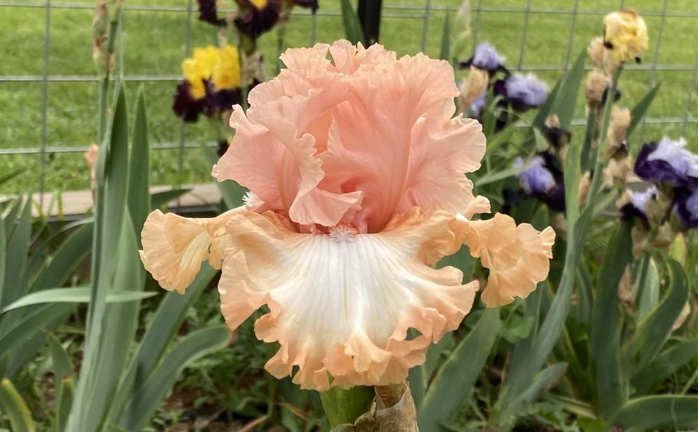Photo of the bloom of Tall Bearded Iris (Iris 'Winning Edge') posted by ...