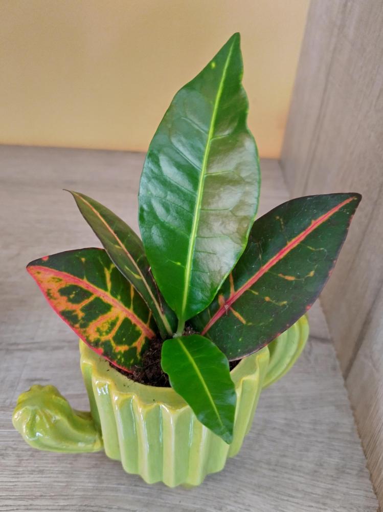 Photo of the entire plant of Crotons (Codiaeum) posted by Vatrachio ...